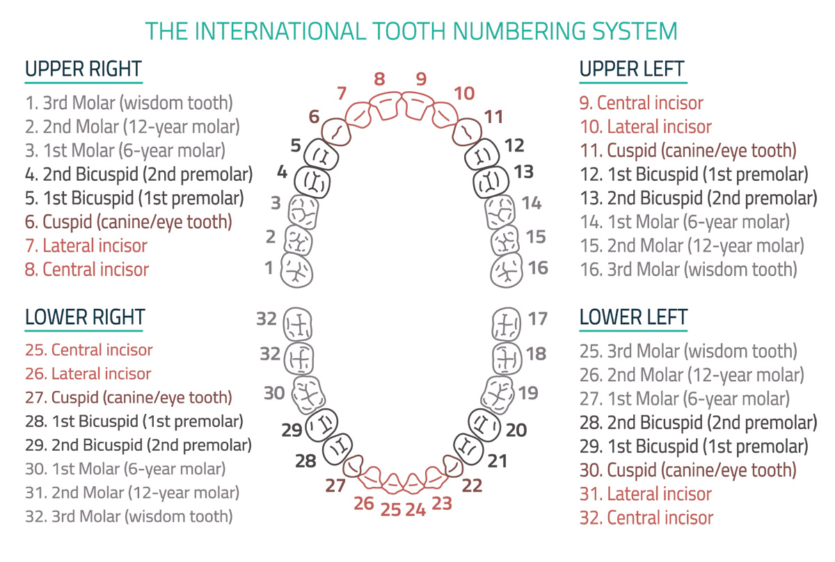 International Tooth Numbering System West Hollywood Holistic And